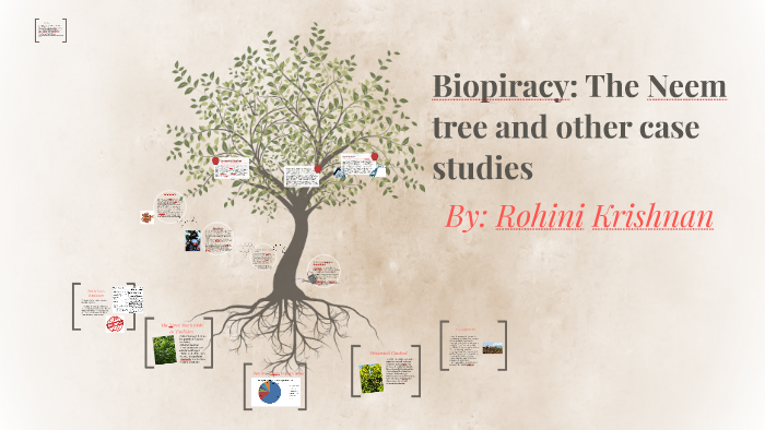 Biopiracy: The Neem tree and other case studies by Rohini Krishnan on Prezi