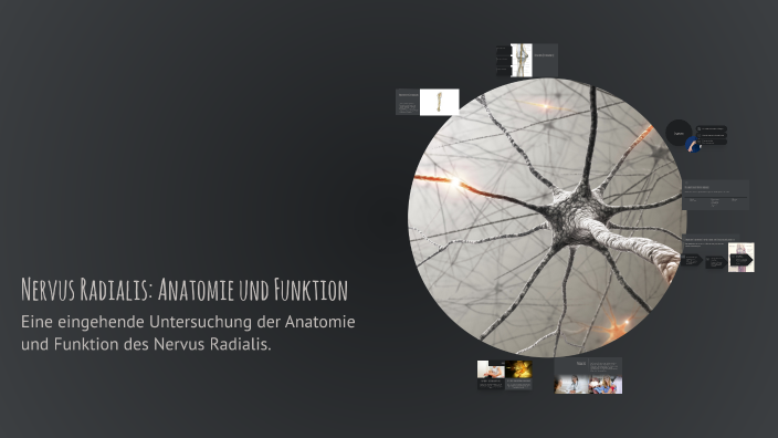 Nervus Radialis: Anatomie und Funktion by Raphael Wilke on Prezi