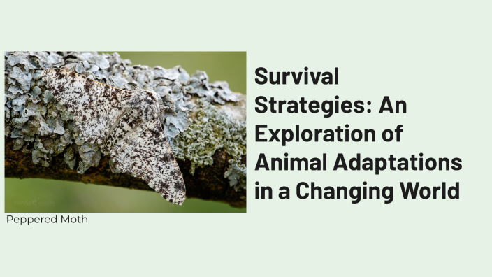 Survival Strategies: An Exploration of Animal Adaptations by Kristin ...