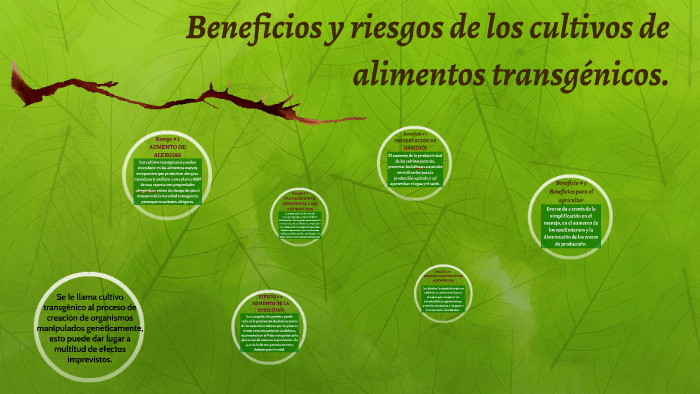 Beneficios y riesgos de los cultivos de alimentos transgénic by Ericka ...
