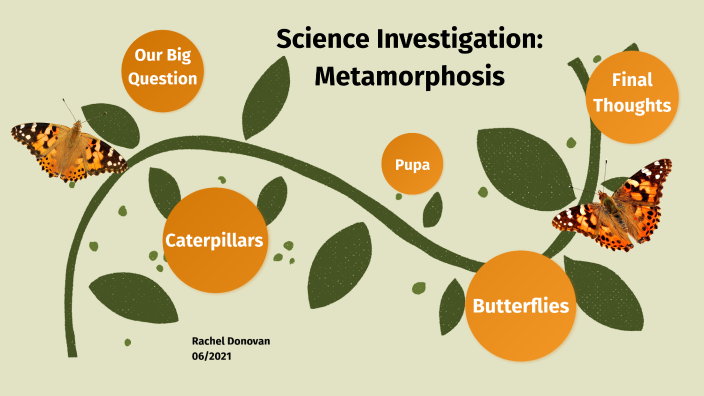 Science Investigation- Metamorphosis by Rachel Donovan on Prezi