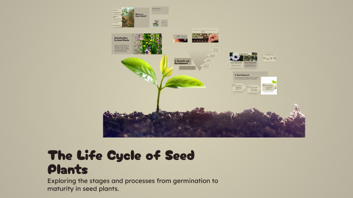 The Life Cycle of Seed Plants by agon aliji on Prezi