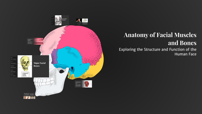 Anatomy of Facial Muscles and Bones by Baggybaby on Prezi
