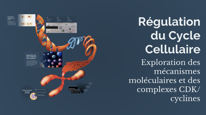 Régulation du Cycle Cellulaire by BERRABAH Hicham on Prezi