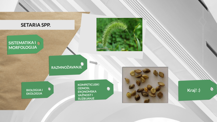 SETARIA SPP by Doroteja Srpak on Prezi
