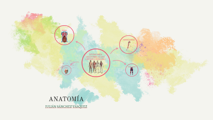 DIVISIONES ANATOMICAS DEL CUERPO HUMANO by Julian Sanchez Vasquez on Prezi