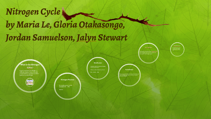 Nitrogen Cycle by Jordan Samuelson