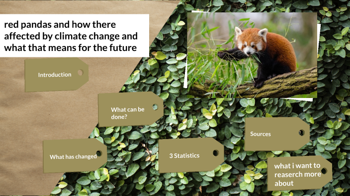 The Red Panda by Brynn Martin on Prezi