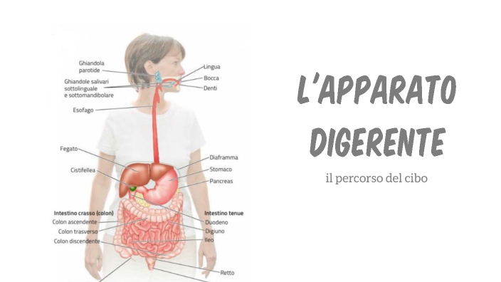 apparato digerente by Lucrezia Scibetta on Prezi