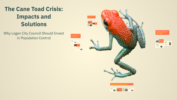The Cane Toad Crisis: Impacts and Solutions by Samantha Honey on Prezi