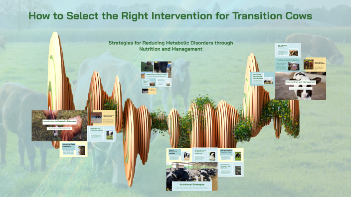 How to Select the Right Intervention for Transition Cows by Dave ...