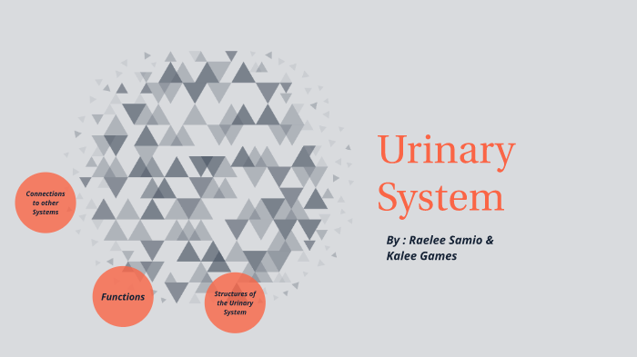 Urinary System Presentation by Kalee Games on Prezi