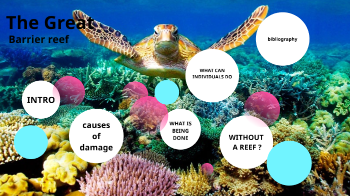 The Great Barrier Reef by Caitlin Gamble