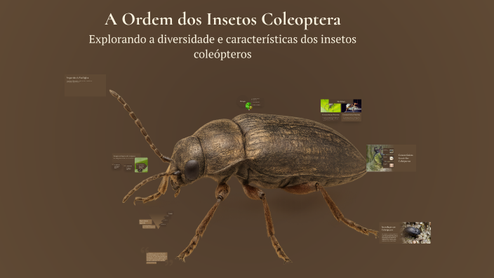 A Ordem dos Insetos Coleoptera by Henrique de Almeida Fernandes on Prezi