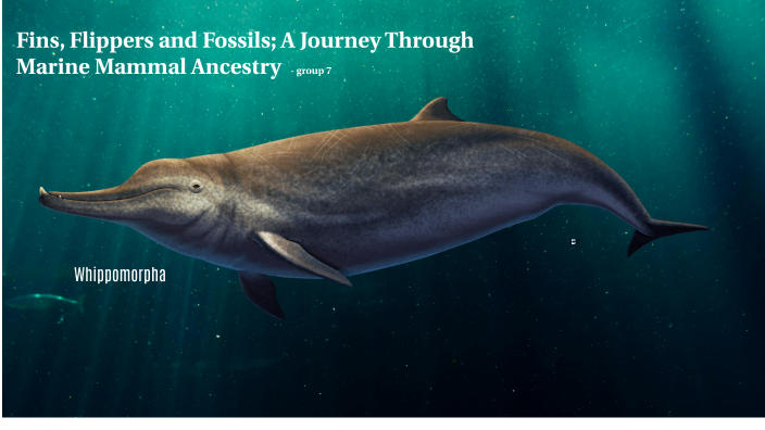 Fins, Flippers and Fossils by Flo van den Elshout on Prezi