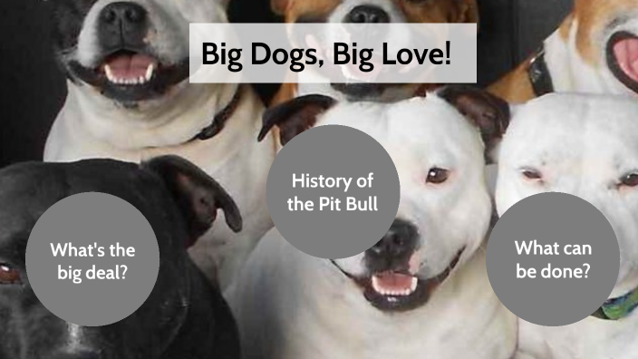 Big Dogs, Big Love! by Avril Kulla on Prezi