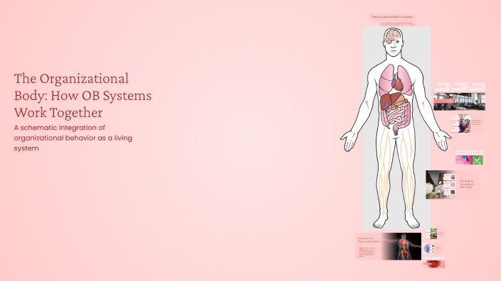The Organizational Body: How OB Systems Work Together by Brittany ...
