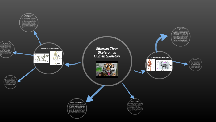 Siberian Tiger vs Human by Titan Great on Prezi