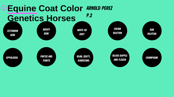 Equine Coat Color Genetics Horses by Arnold Perez on Prezi