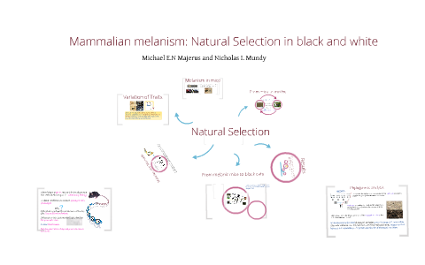 Rock Pocket Mice Natural Selection by Makito Spuler on Prezi