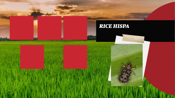 rice hispa by sai madhavcool on Prezi