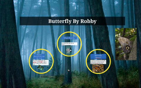 butterfly by Robby by Student Eleven on Prezi Next