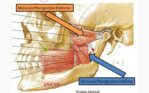 Musculo Pterigoideo Interno by alejandra giraldo on Prezi