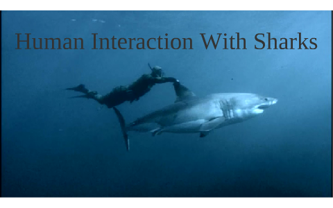 Human Interaction with Sharks by Lauren Carter on Prezi