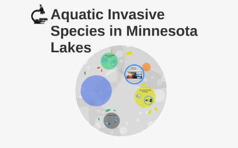 Aquatic Invasive Species in Minnesota Lakes by Maxwell Haydon on Prezi