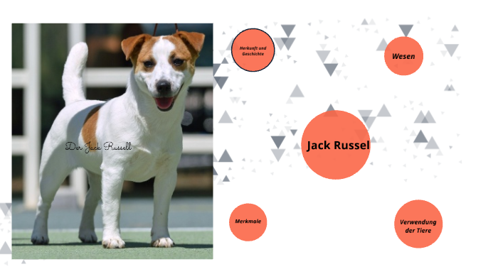 Der Jack Russell by Lena Wallner on Prezi