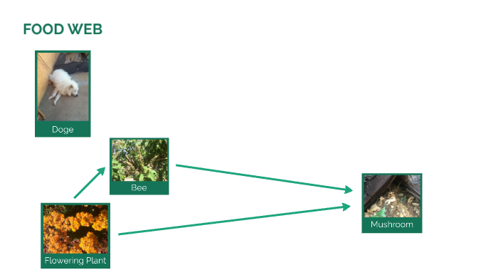 BIO: Food Web by LeBronald Dangs on Prezi