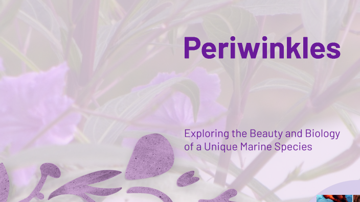 Periwinkles by MS - 07NO 858872 Ross Drive PS on Prezi