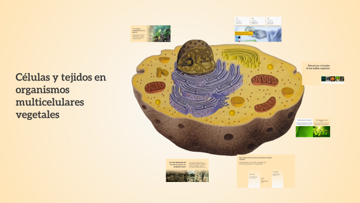 Células y tejidos en organismos multicelulares vegetales by VALERIA ...