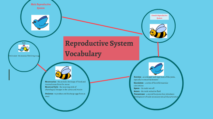 Reproductive system Vocabulary by Jimmy Carr on Prezi