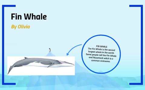 Fin Whale by olivia fava on Prezi