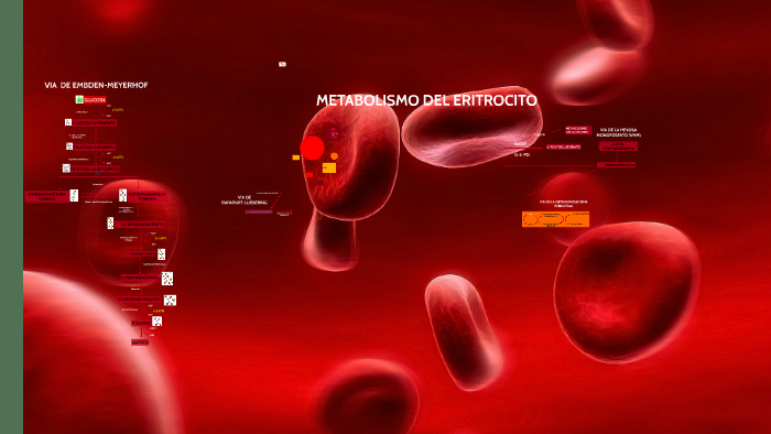 METABOLISMO DEL ERITROCITO by tania faviola díaz cruz on Prezi