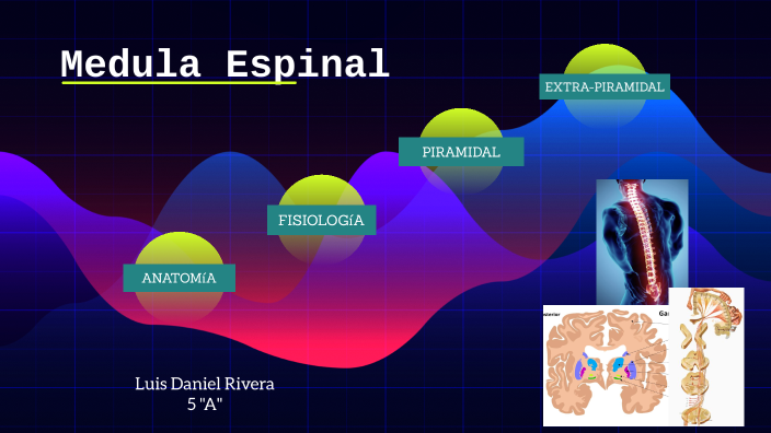 Anatomia y fisiologia de medula by Daniel Rivera on Prezi