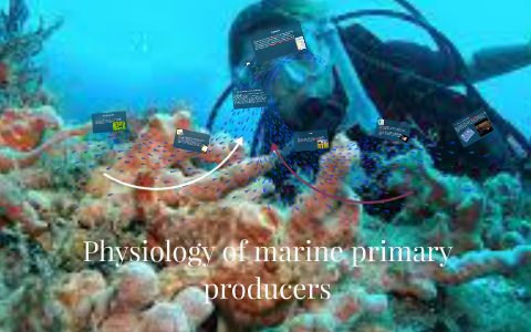 Physiology of marine primary producers by ana diaz on Prezi