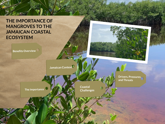 The Importance of Mangroves to the Jamaican Coastal Ecosystem by ...