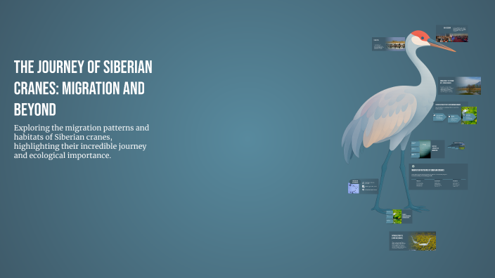 The Journey of Siberian Cranes: Migration and Beyond by AVULA Lakshmi ...