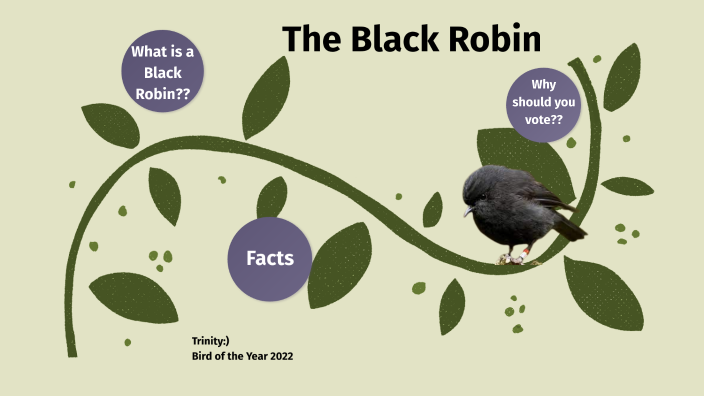 Black Robin- Bird of the year by Trinity MATHEWS on Prezi