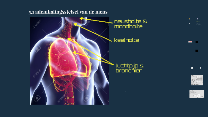 6.2 ademhalingsstelsel van de mens by Ingeborg ten Thije on Prezi