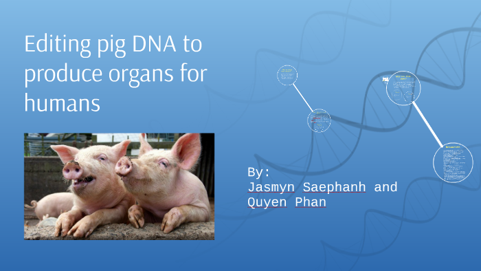 Editing pig DNA to create organs for humans by jasmyn saephanh on Prezi