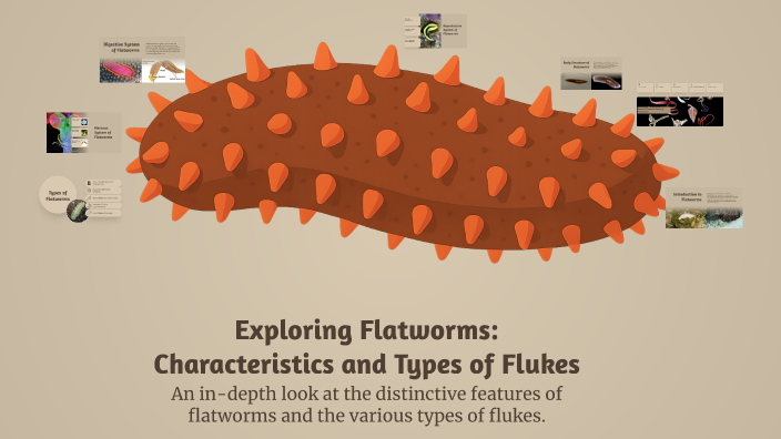 Exploring Flatworms: Characteristics and Types of Flukes by arquam Khan ...