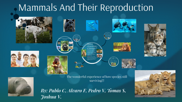 Reproduction In Mammals by Cheese Cake on Prezi