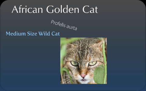 African Golden Cat by Shalise Johnson on Prezi Next