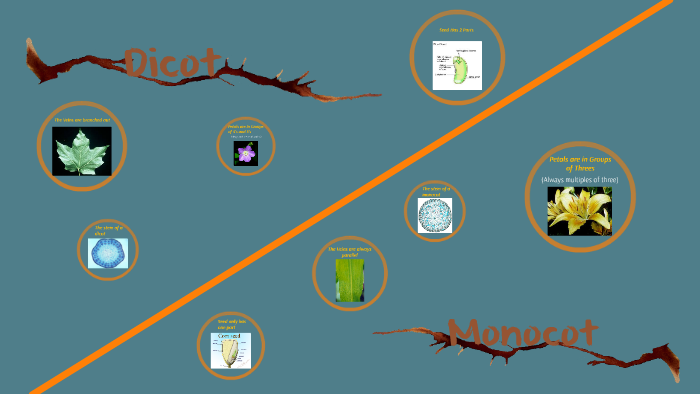 Dicot by Joe Bloomquist