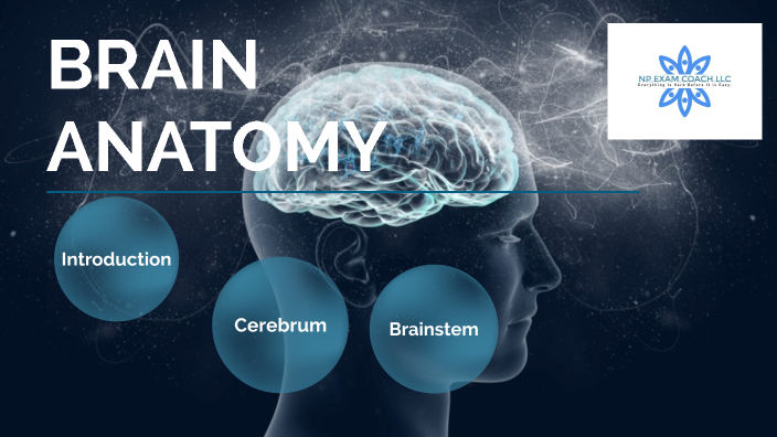 Brain Anatomy by on Prezi