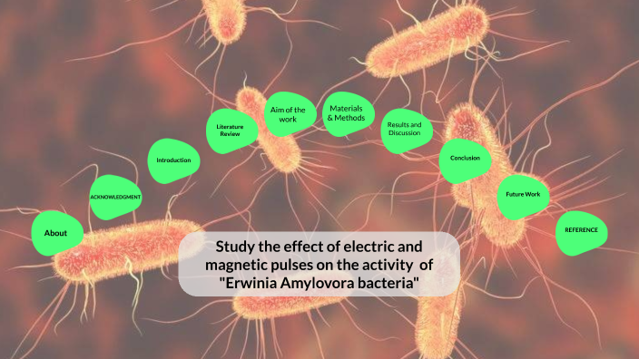Erwinia Amylovora bacteria by Mohamed Mustafa on Prezi