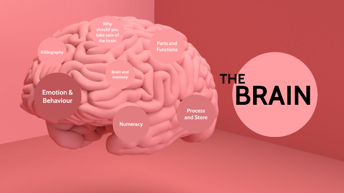 The Brain ERP by Aleasha Latham on Prezi